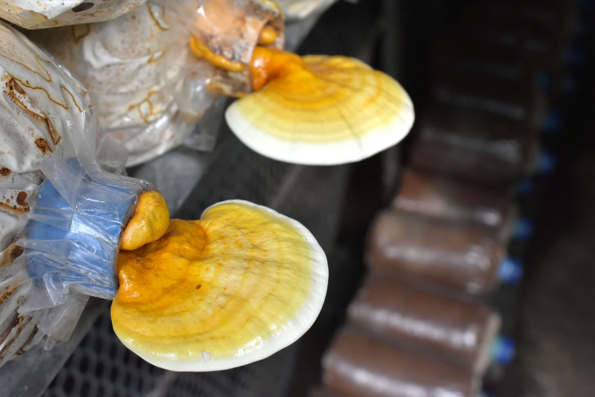 DSC_0865 | มูลนิธิสัมมาชีพ